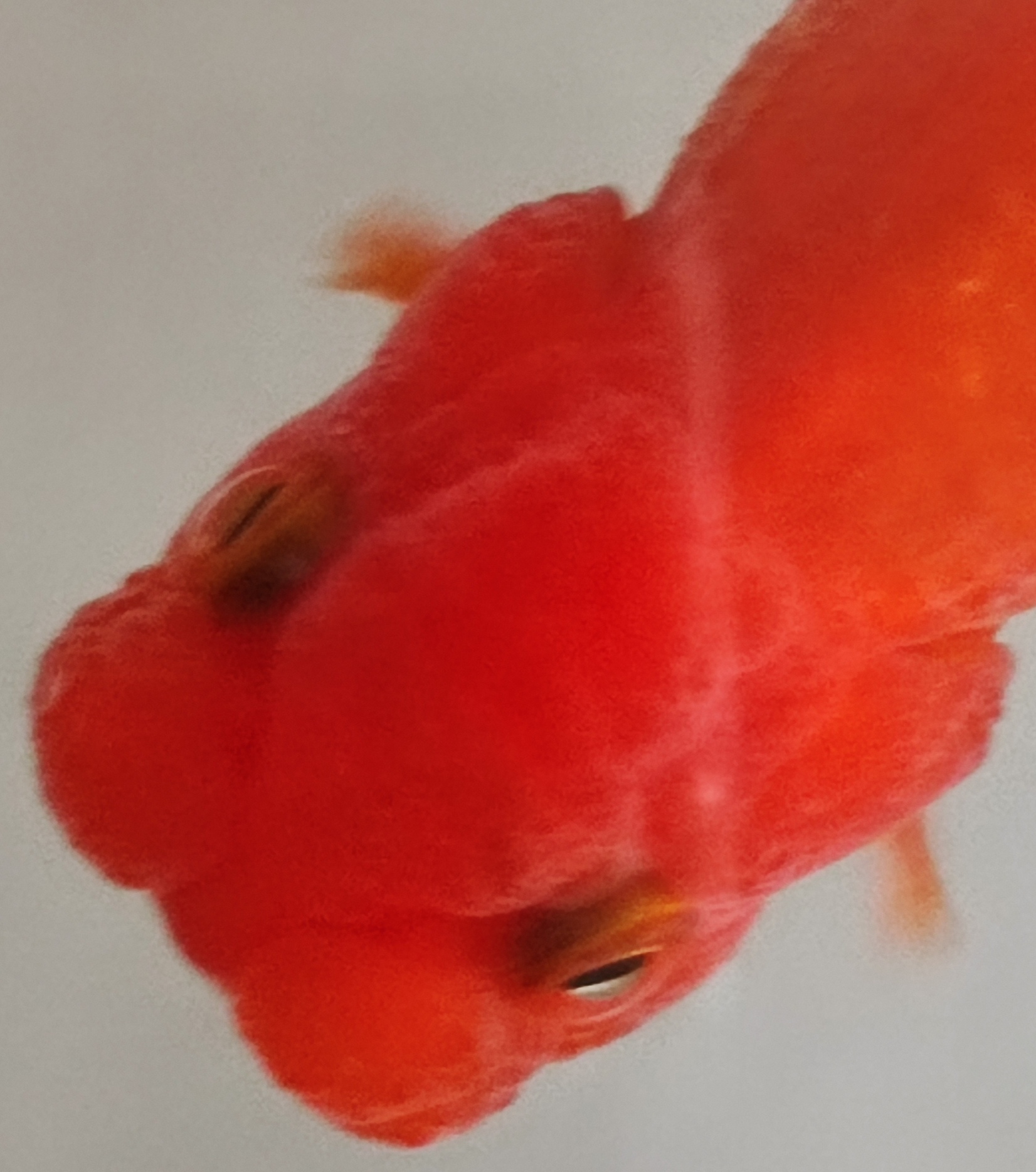 Ranchu.eu - high quality ranchu fancy goldfish for pond or aquarium